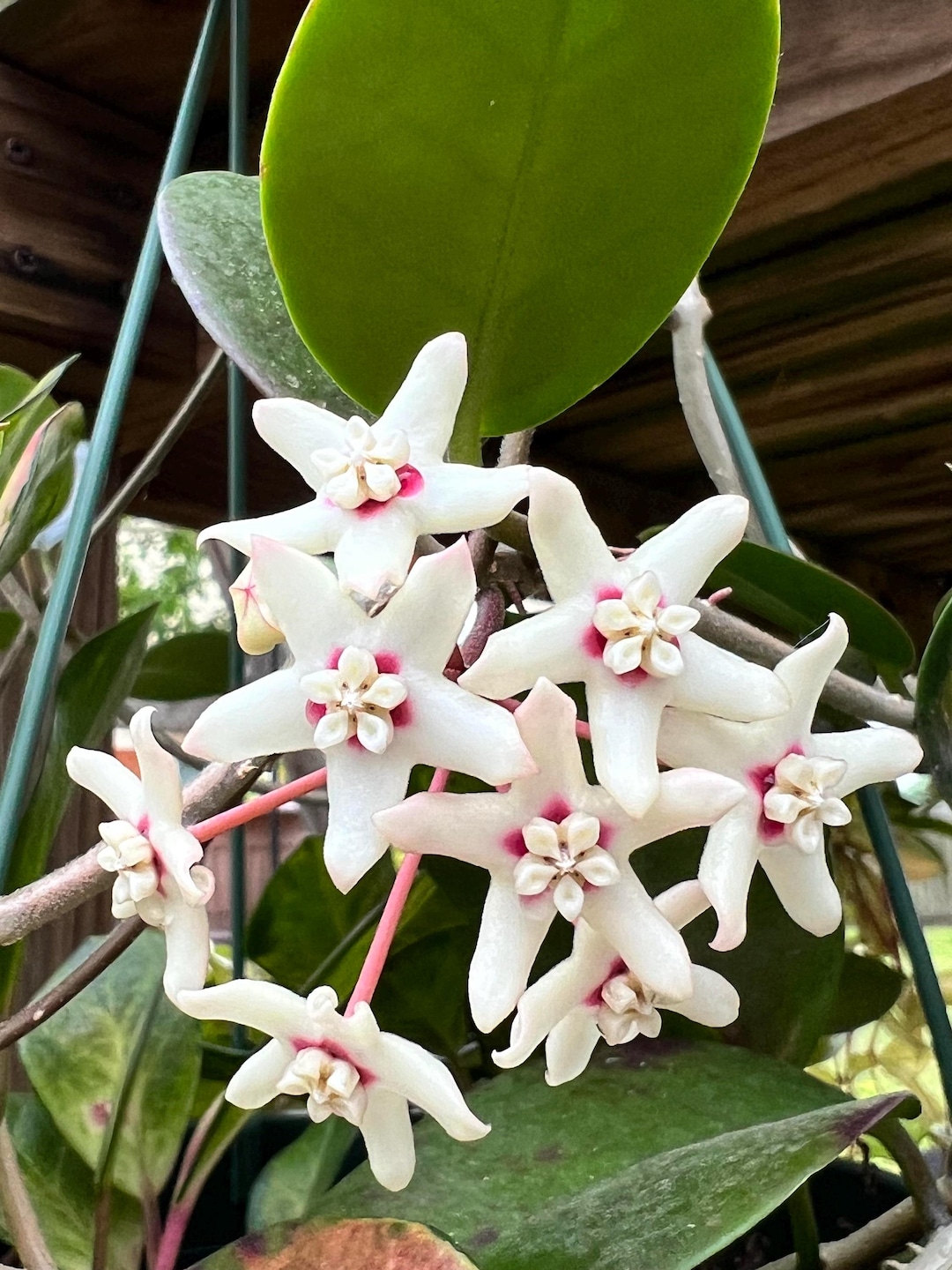 Hoya Australis 'lisa' Rooted Cutting - 2 Inch Pot - Etsy