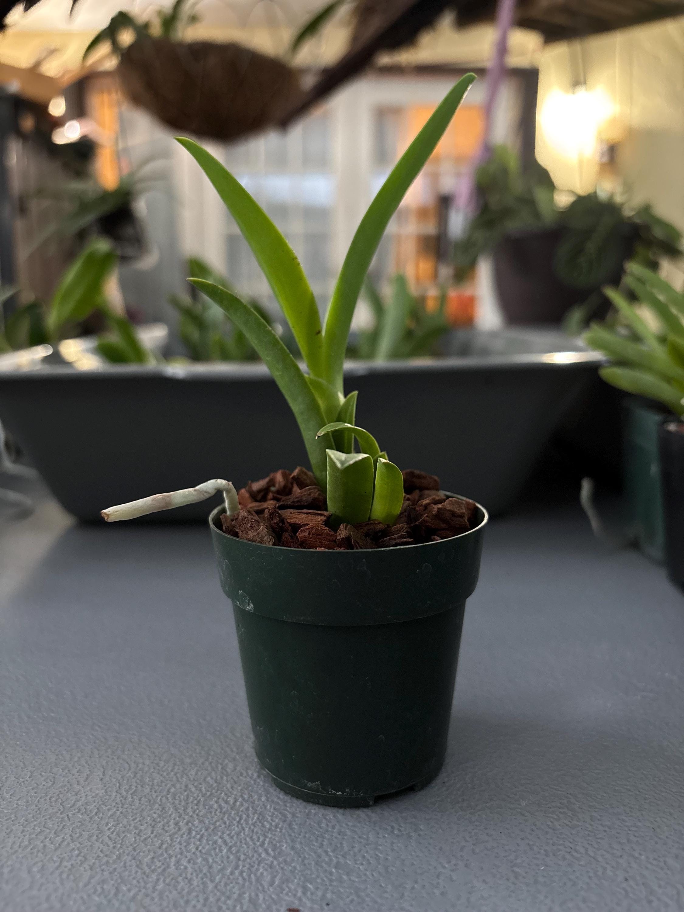 Bc Hawaii Stars ‘paradise’ - Young Orchid | 2.5 Inch Pot - Etsy