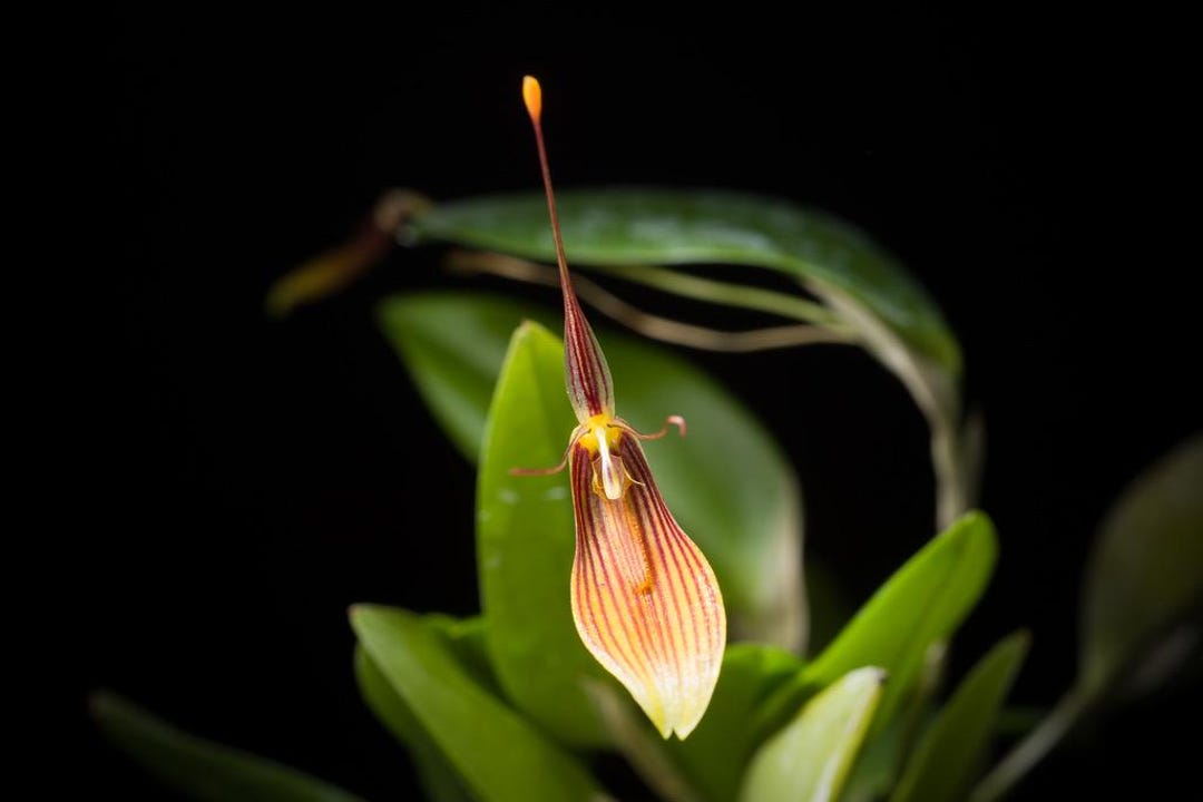 Restrepia Striata Orchid - Miniature Species - 4 Inch Clay Pot - Etsy