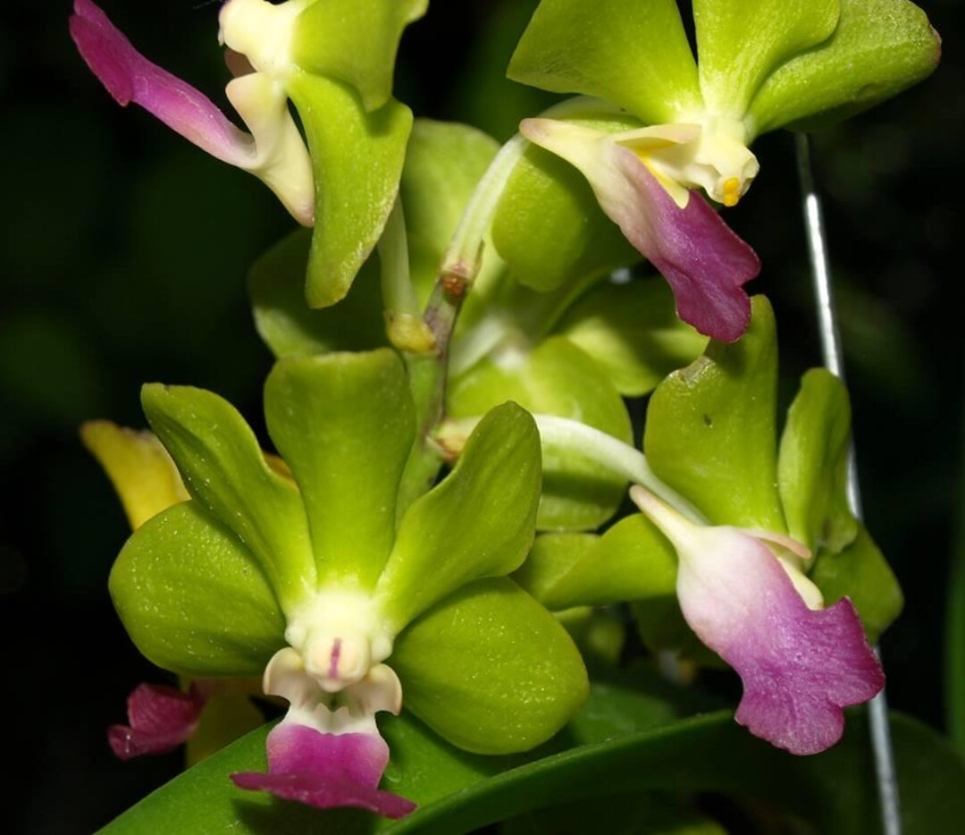 Vascostylis Thai Lime 'boy' - Young Orchid | 2.5 Inch Pot - Etsy