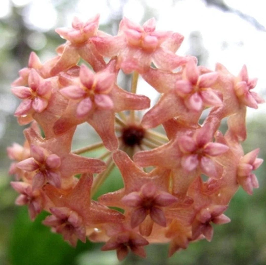 Hoya Fitchii | 2 Inch Pot - Etsy