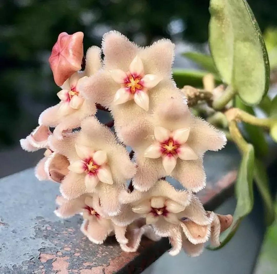 Hoya Chouke | 2 Inch Pot - Etsy
