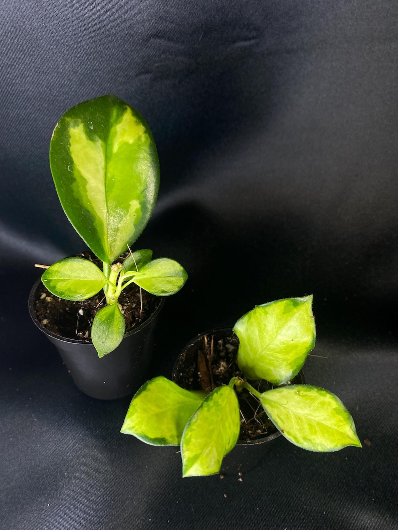 Hoya Australis 'lisa' Rooted Cutting - 2 Inch Pot - Etsy
