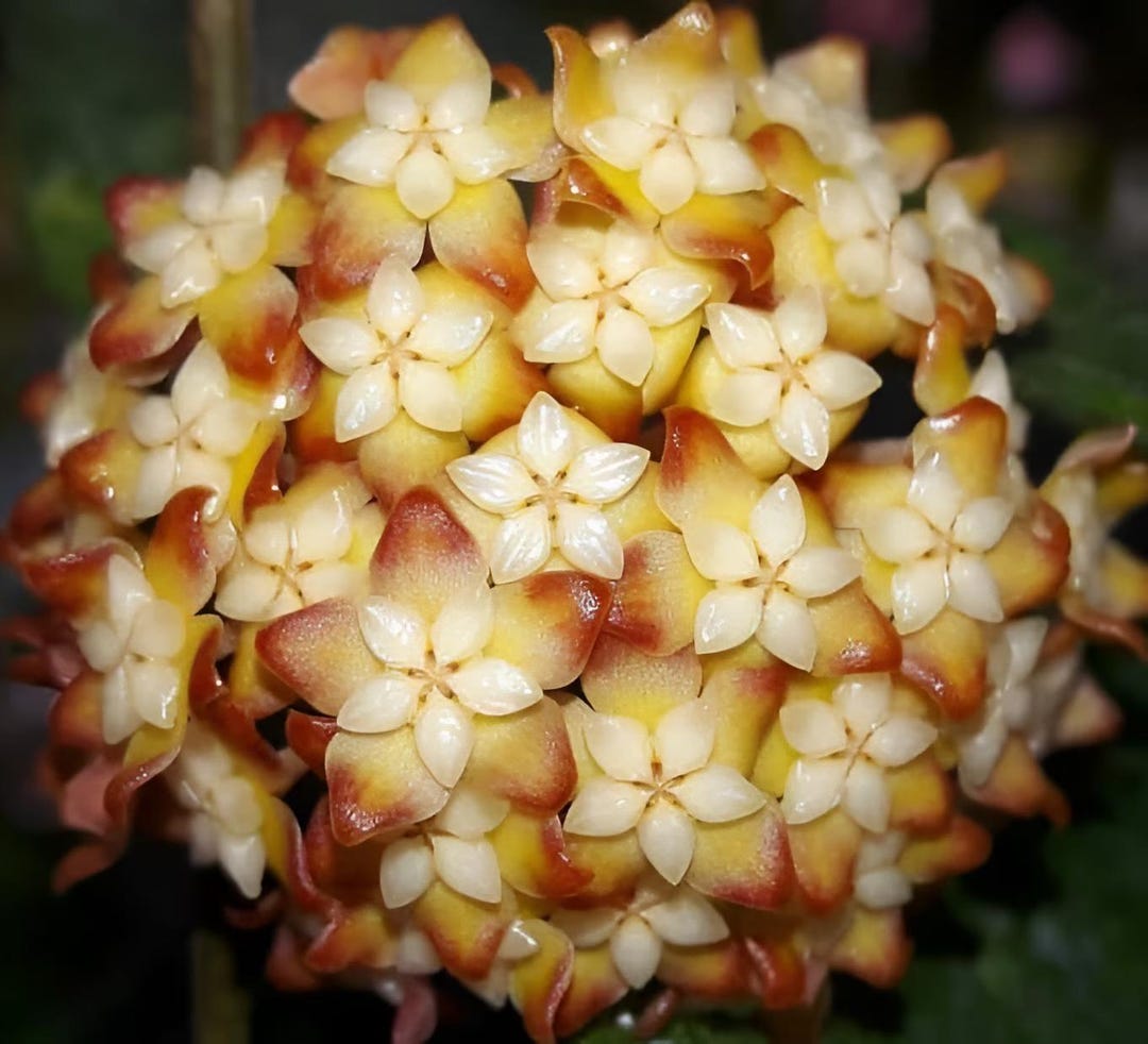 Hoya Chicken Farm Starter Plant - 4 Inch Pot - Etsy