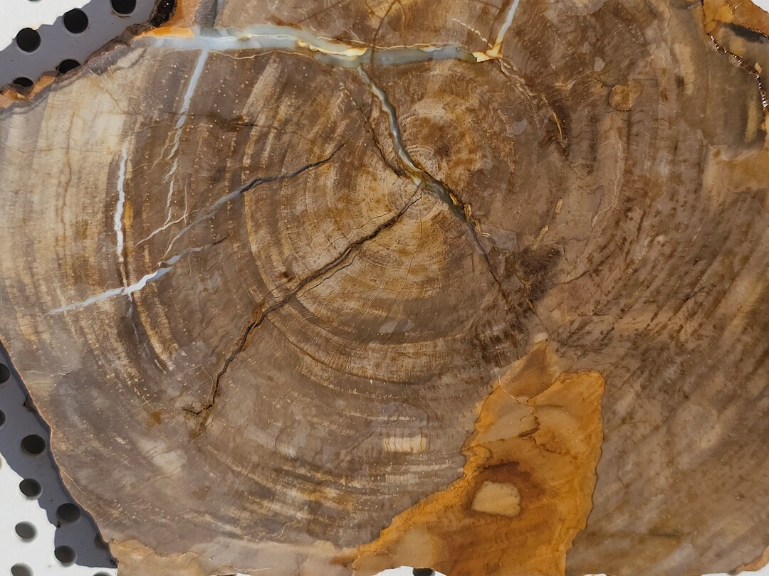 Petrified Wood Slice, Wood Grain. Fossilized Wood Rock Collection ...