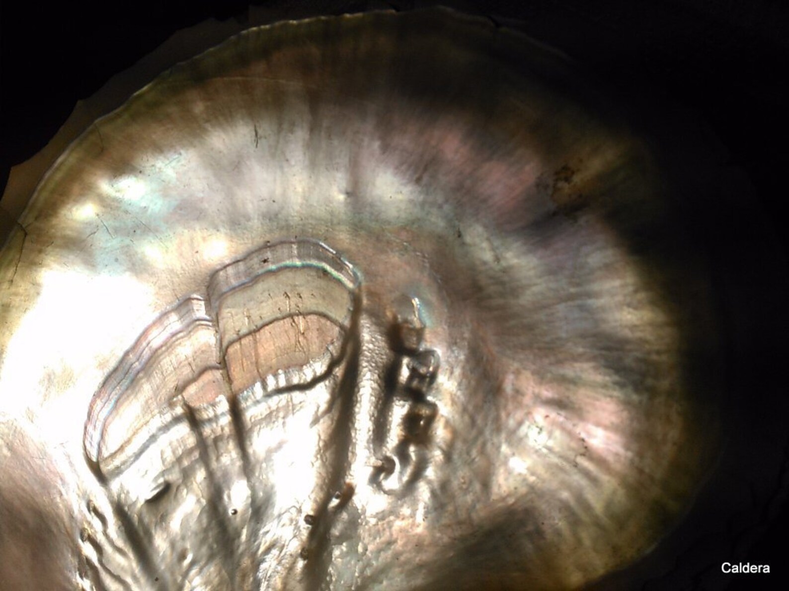 1 Huge Mop Mother of Pearl Shell 8 south pacific ocean | Etsy