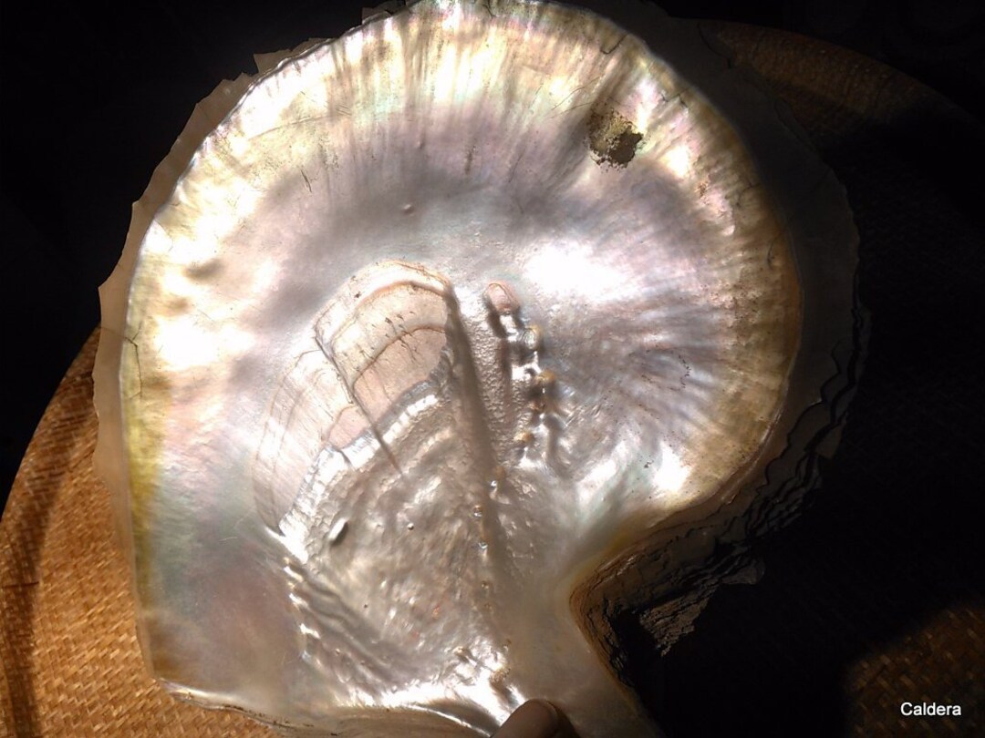 1 Huge Mop Mother of Pearl Shell 8" South Pacific Ocean, Inlay or ...