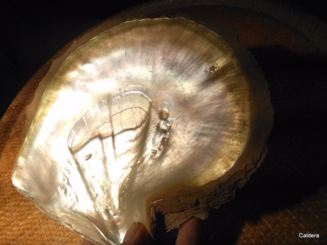 1 Huge Mop Mother of Pearl Shell 8 south pacific ocean | Etsy