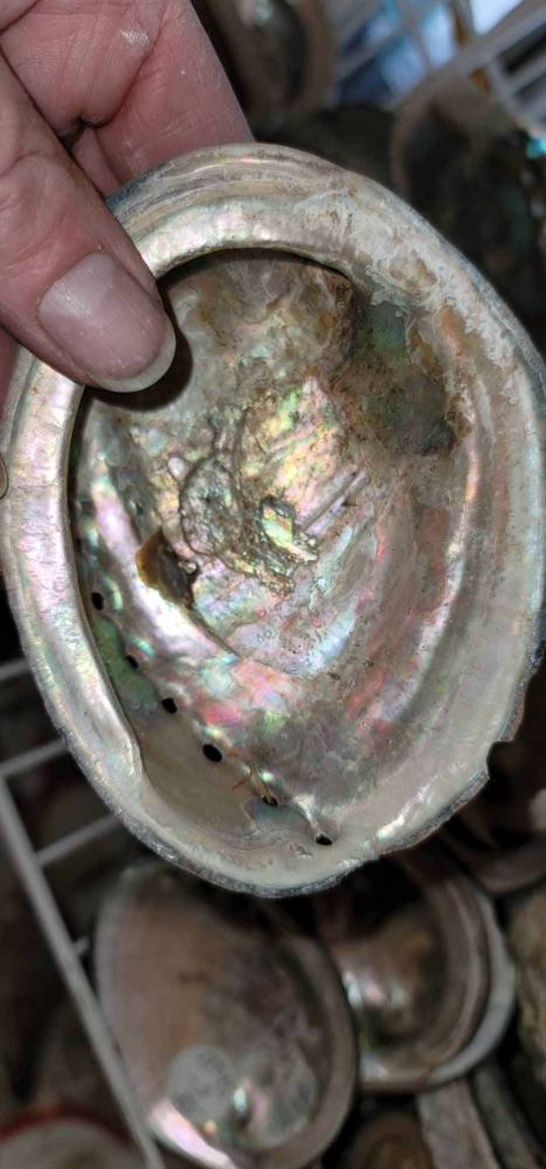 1 Abolone Shell Lot 4" Approx. Varied Colors - Etsy