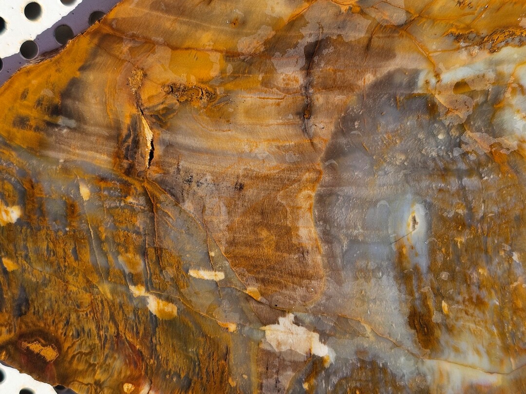 Petrified Wood Slice, Wood Grain. Fossilized Wood Rock Collection ...