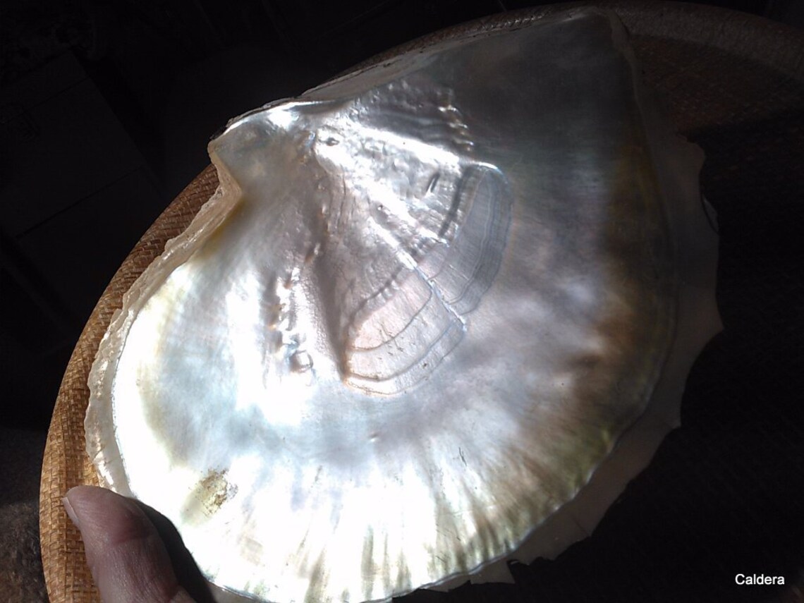 1 Huge Mop Mother of Pearl Shell 8 south pacific ocean | Etsy