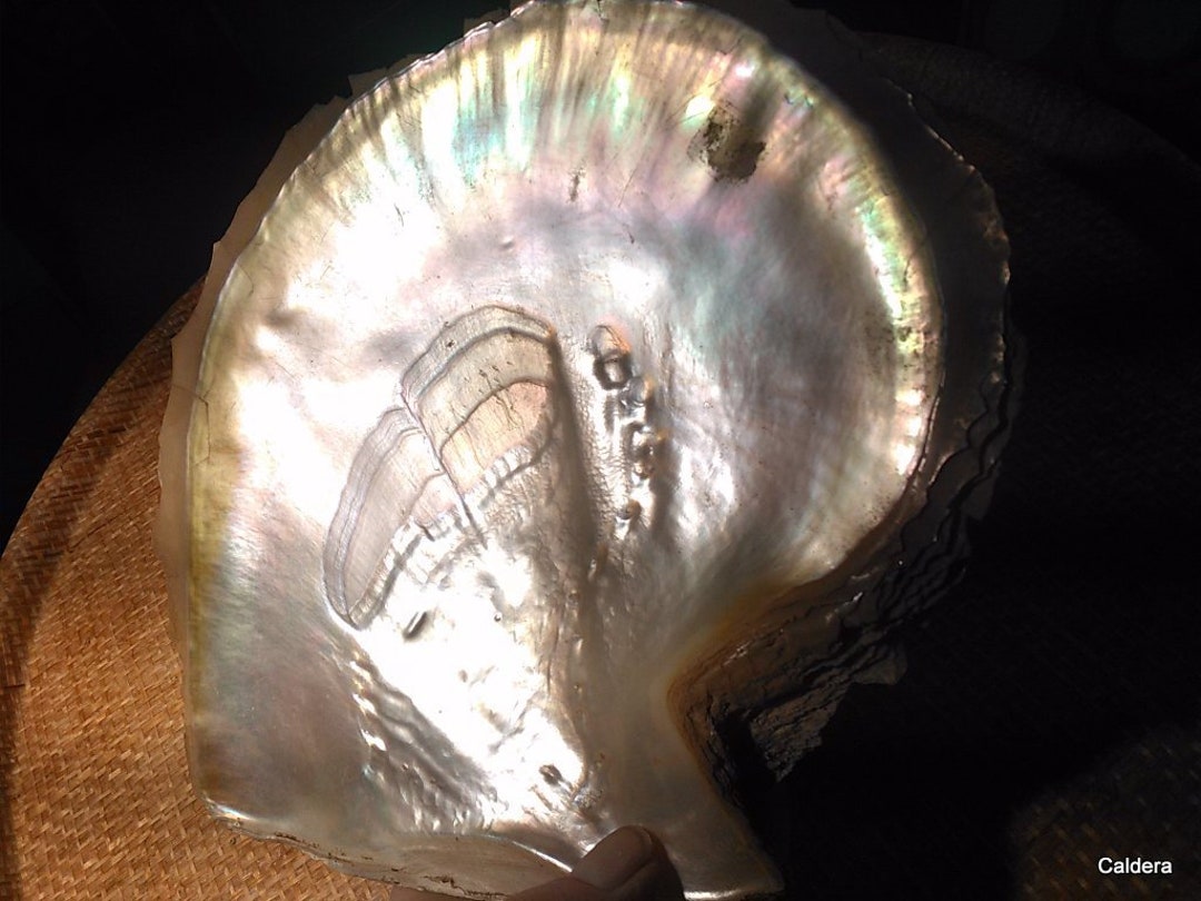 1 Huge Mop Mother of Pearl Shell 8 South Pacific Ocean - Etsy