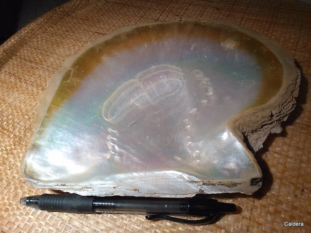 1 Huge Mop Mother of Pearl Shell 8 South Pacific Ocean - Etsy
