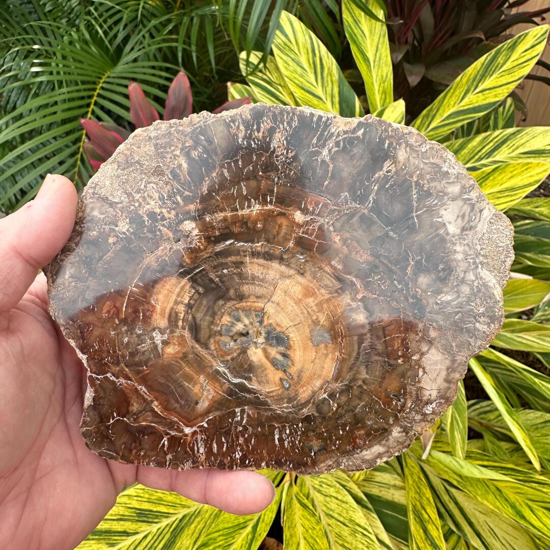 Petrified Wood Slab Fossil | Polished Stone Slice | Prehistoric Wood ...