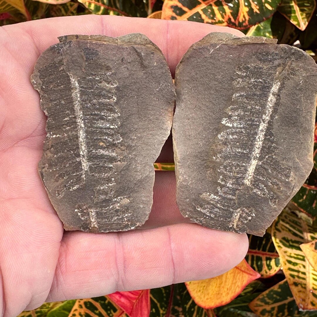 Fossilized Fern Pair | Mazon Creek Illinois Pecopteris Fern Fossil ...