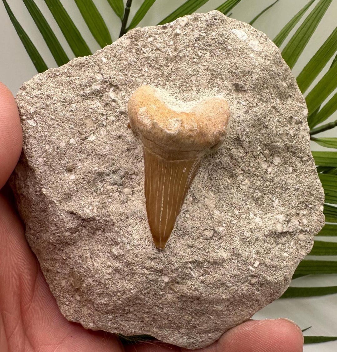 Large, Mackerel Shark Tooth Fossil (otodus Obliquus) Set in Matrix From ...