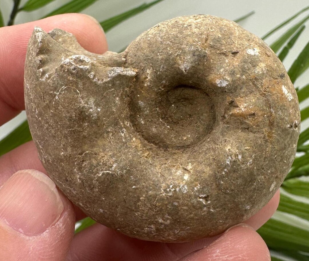 Whole Ammonite Fossil Stone From Africa | Marine Fossils & Cephalopod ...