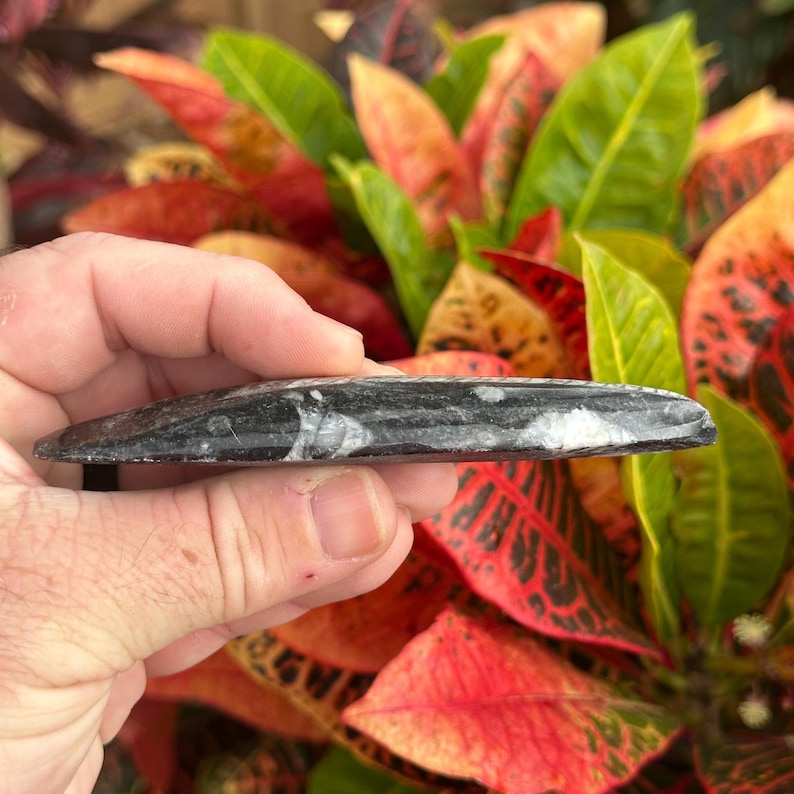 Orthoceras Fossil Polished Stone | Ancient Nautiloid Cephalopod | Black ...