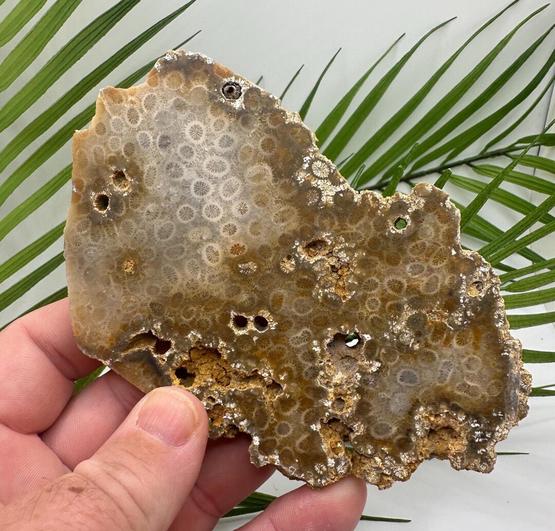 Fossil Coral Slab From Indonesia - Etsy