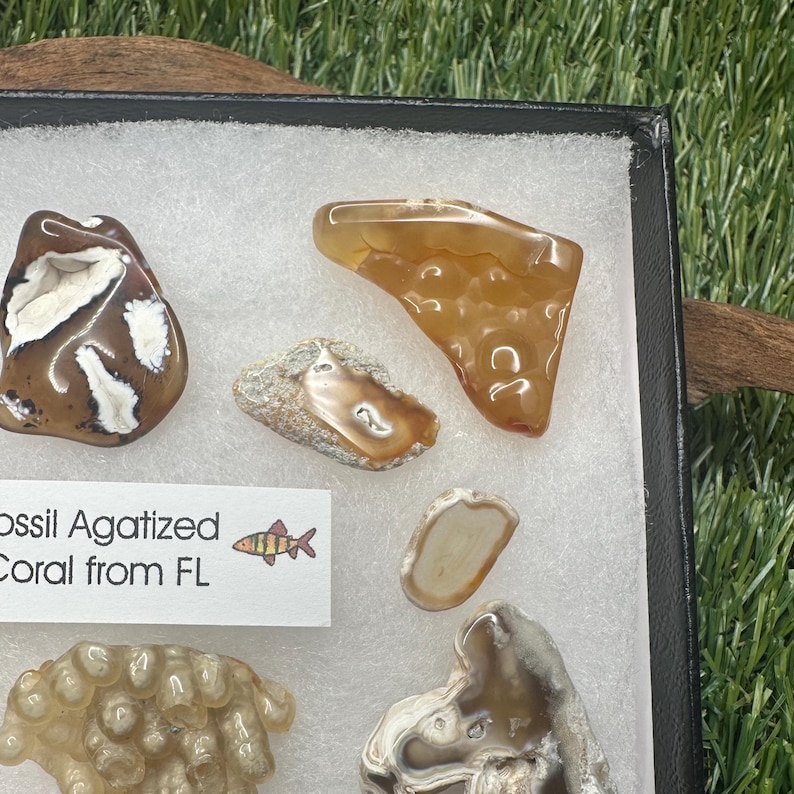 Florida Agatized Coral Fossil Sample Pack | Real Marine Fossils ...