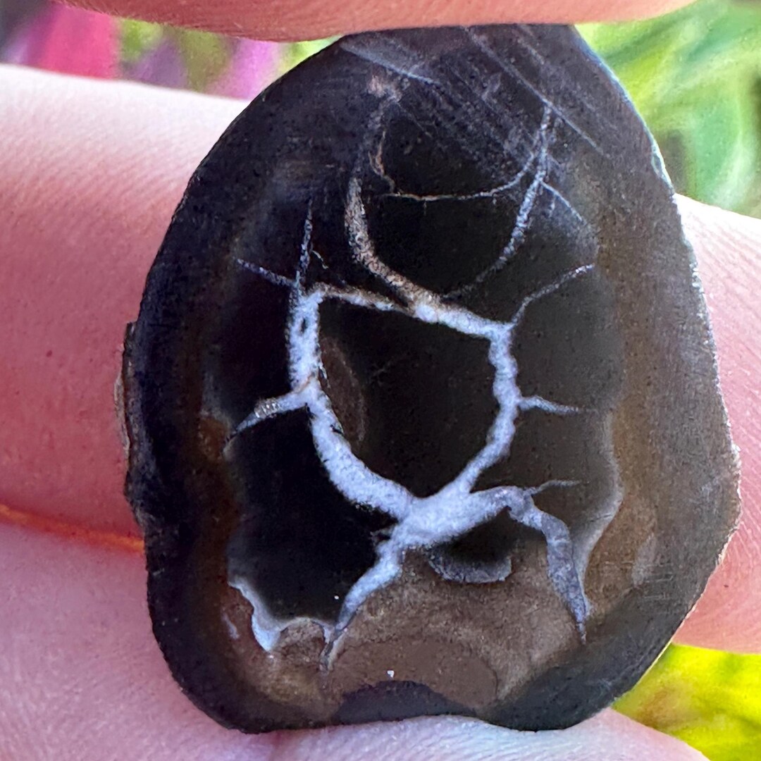 Septarian Nodule From Morocco | Polished Dragon Stone Fossil Specimen ...