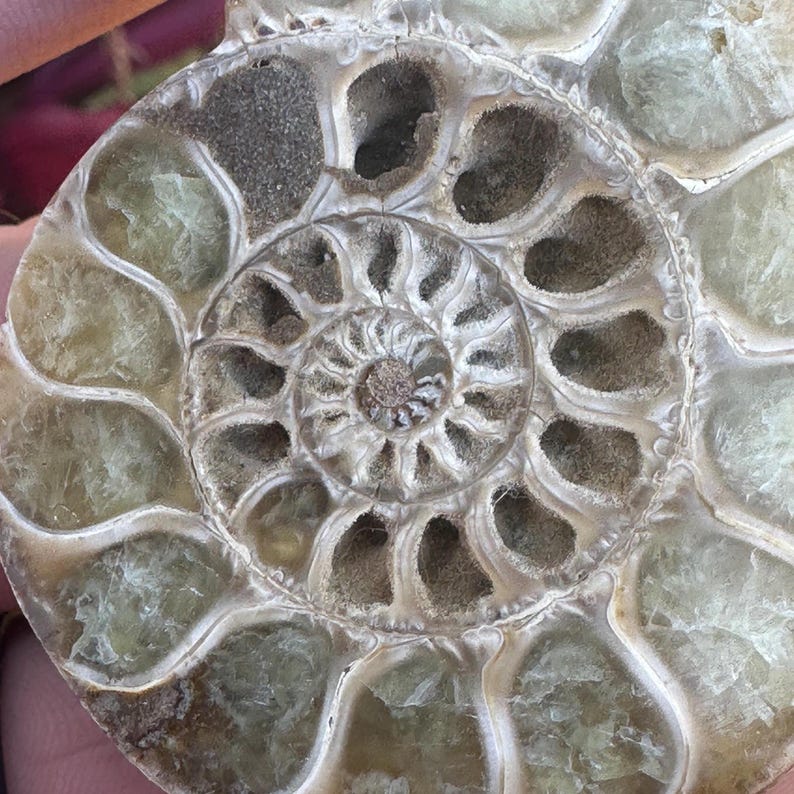 Ammonite Fossil Pair From Madagascar | Real Authentic Split Ammonite ...