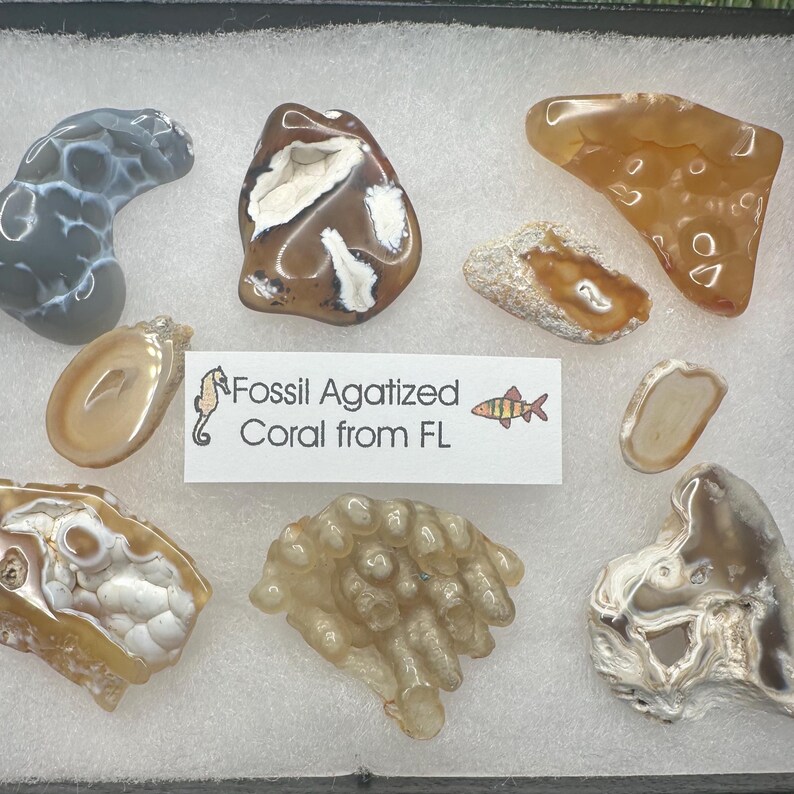 Florida Agatized Coral Fossil Sample Pack | Real Marine Fossils ...