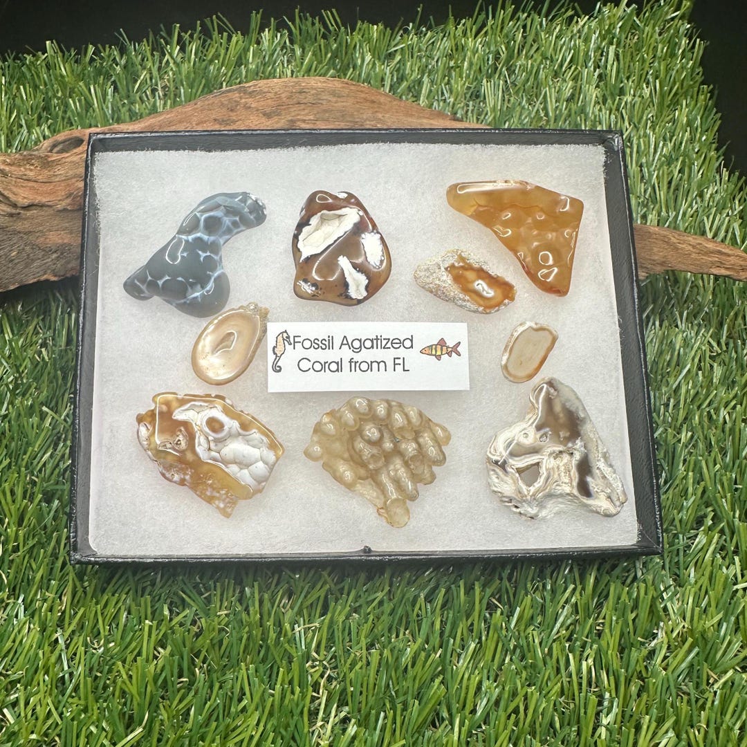 Florida Agatized Coral Fossil Sample Pack | Real Marine Fossils ...
