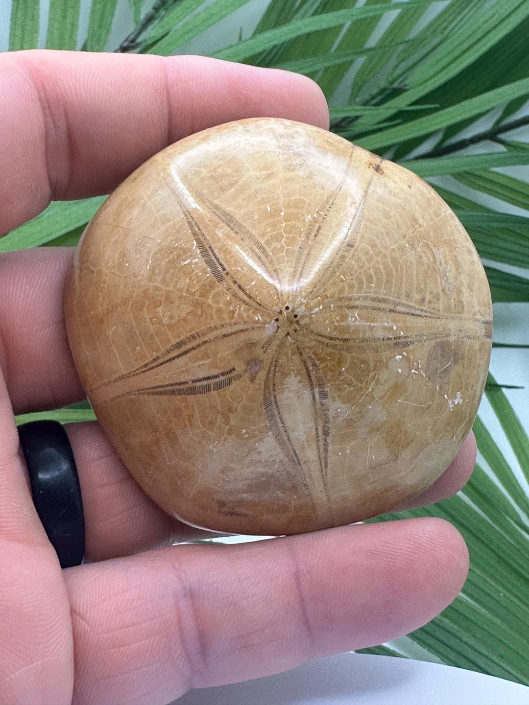 Sand Dollar Fossil From Madagascar, Jurassic Period - Etsy