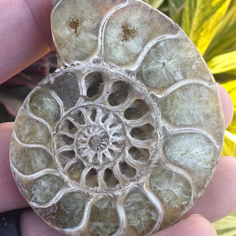 Ammonite Fossil Pair From Madagascar | Real Authentic Split Ammonite ...