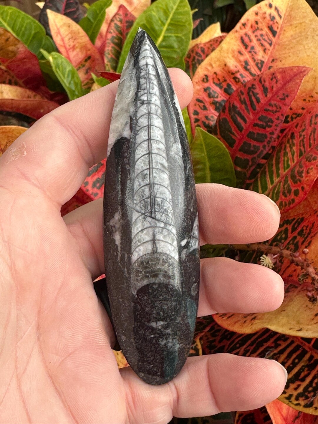 Orthoceras Fossil Polished Stone | Ancient Nautiloid Cephalopod | Black ...