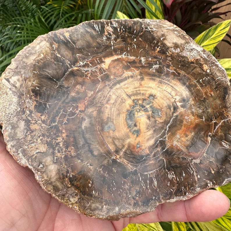 Petrified Wood Slab Fossil | Polished Stone Slice | Prehistoric Wood ...