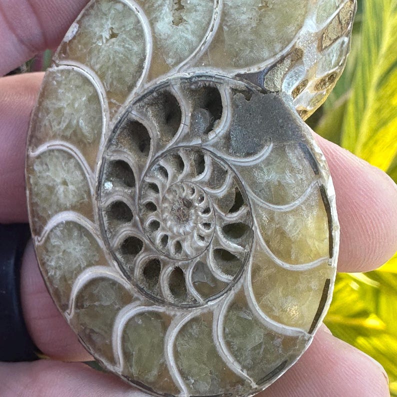 Ammonite Fossil Pair From Madagascar | Real Authentic Split Ammonite ...