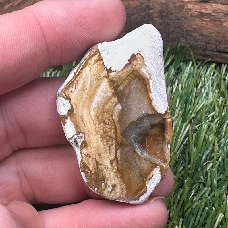 Agatized Coral Fossil Geode Pair From Florida | Real Authentic Fossil ...