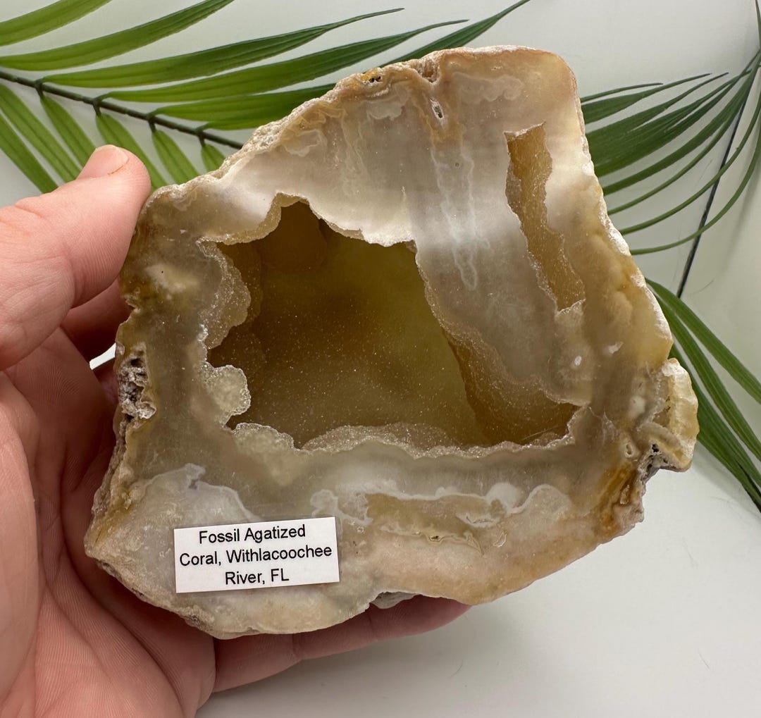 Florida Agatized Coral Fossil Geode – Rare Miocene Era Fossil – Genuine ...