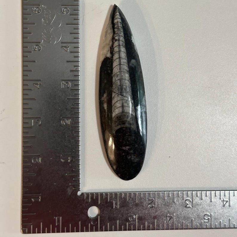 Orthoceras Fossil Polished Stone | Ancient Nautiloid Cephalopod | Black ...