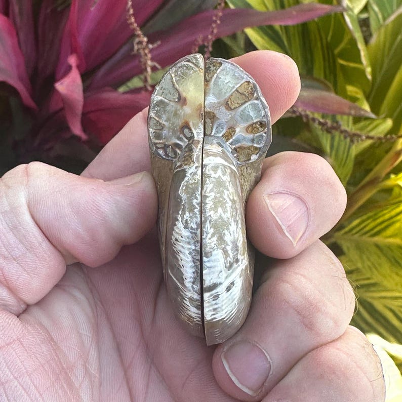 Ammonite Fossil Pair From Madagascar | Real Authentic Split Ammonite ...