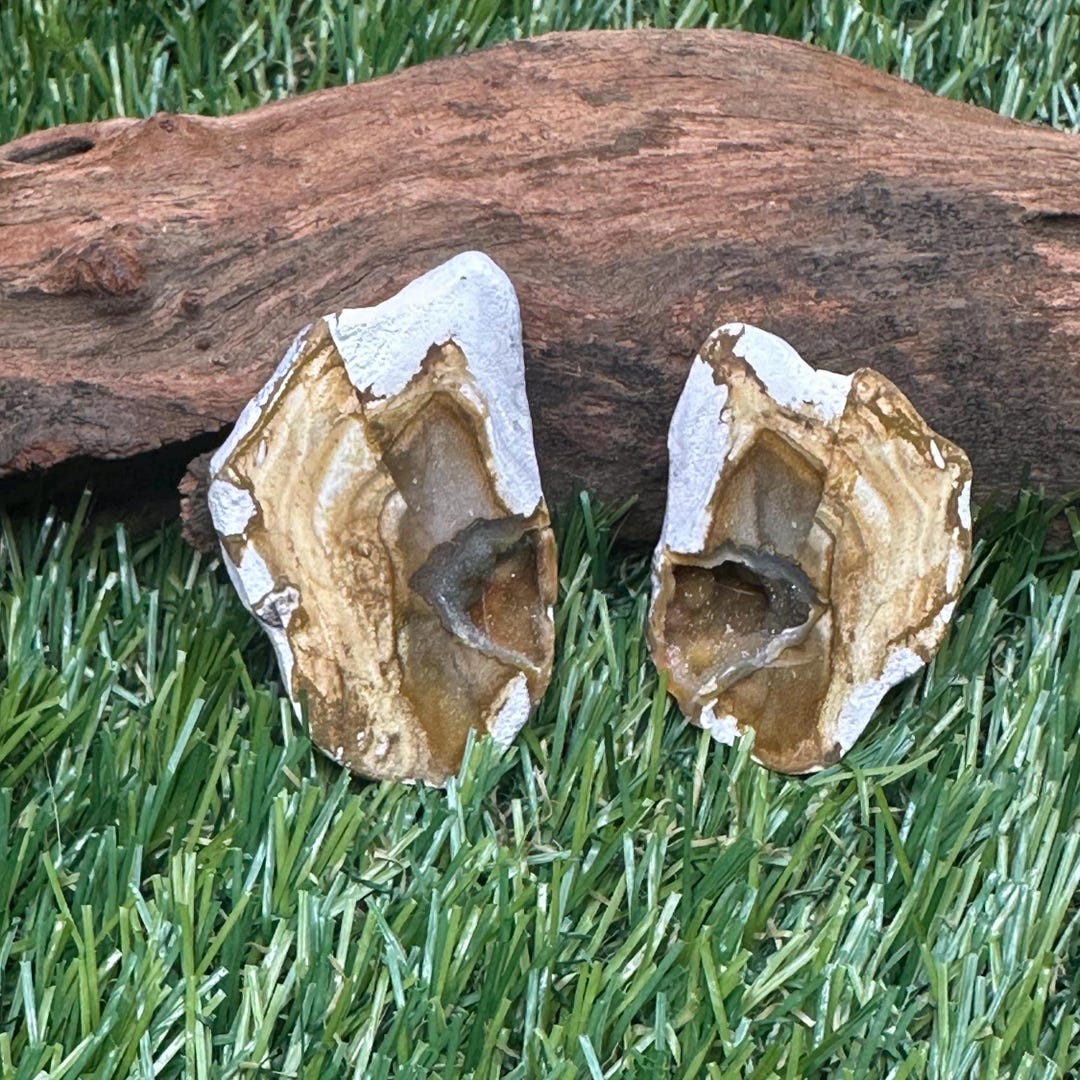 Agatized Coral Fossil Geode Pair | Suwannee River, Florida - Etsy