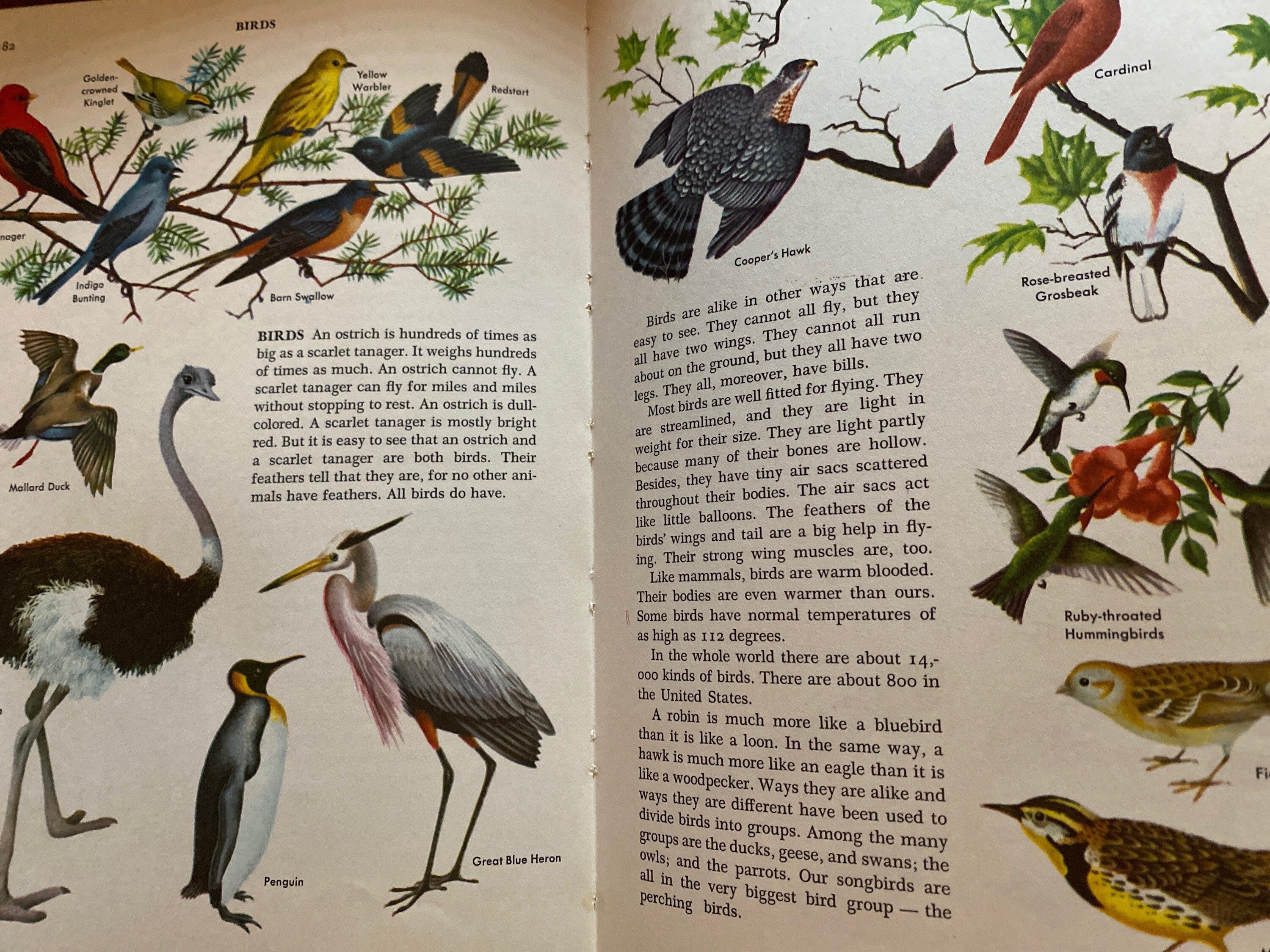 1950s Golden Book Encyclopedia #2 Children's Book A - B Colorful ...