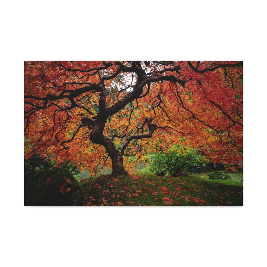 Japanese Maple Tree, Portland Japanese Garden, Oregon Nature ...