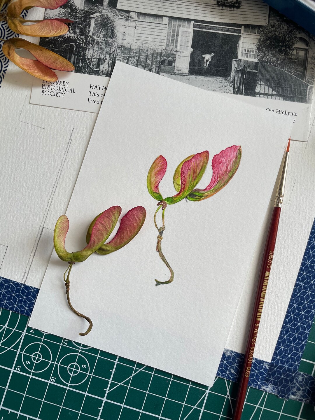 Watercolour Original Art of Amur Maple Seeds Small Botanical ...