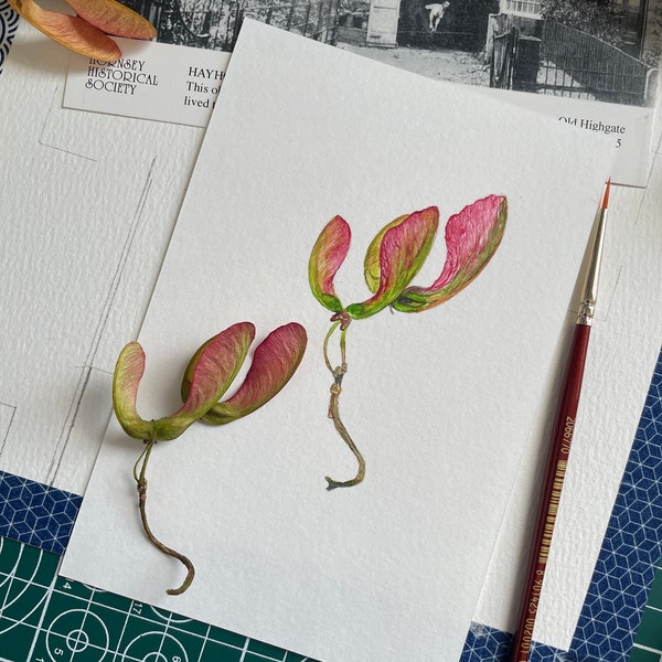 Maple Seed Drawing - Etsy