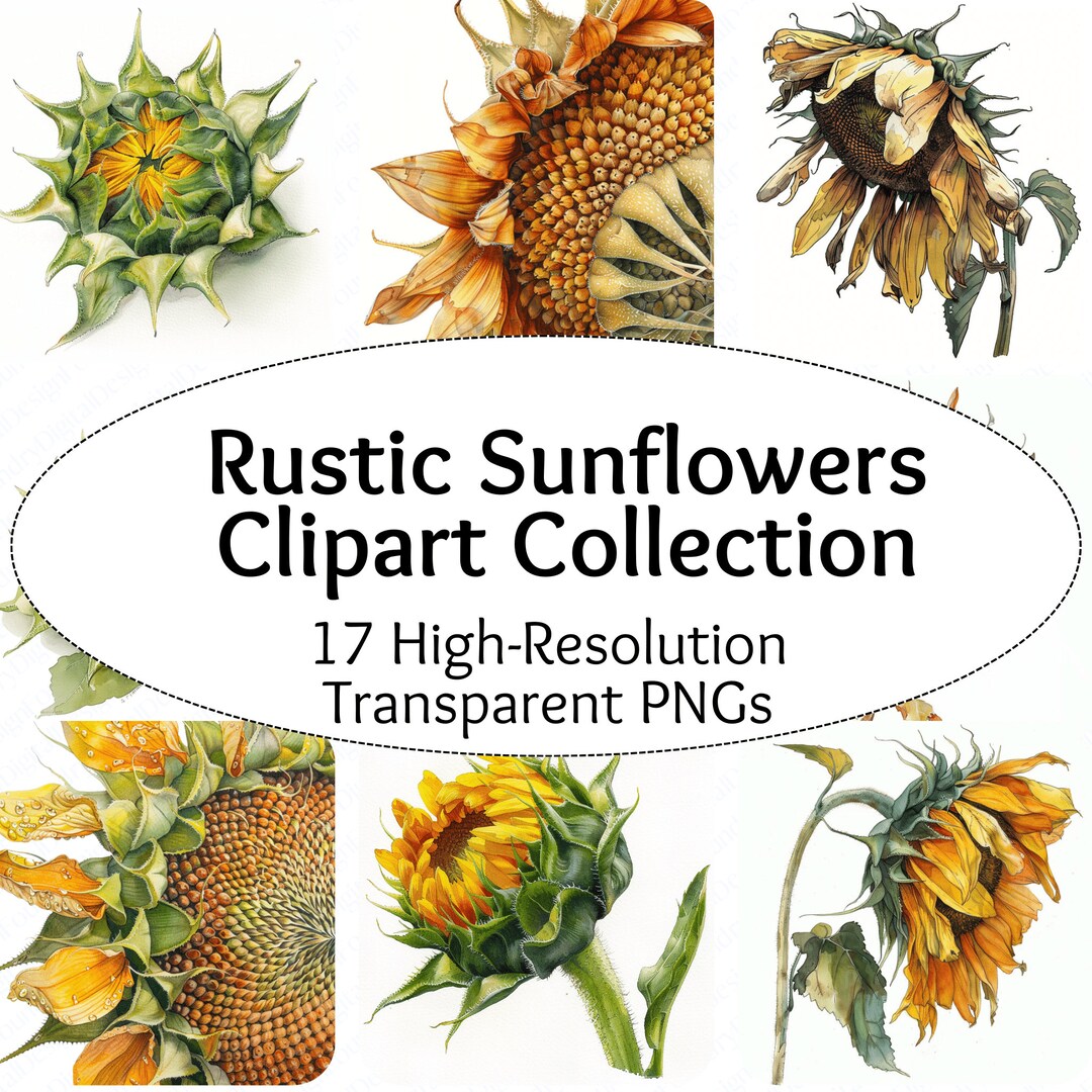 17 Watercolor Rustic Sunflowers Clipart Vintage Floral Pngs Farmhouse ...