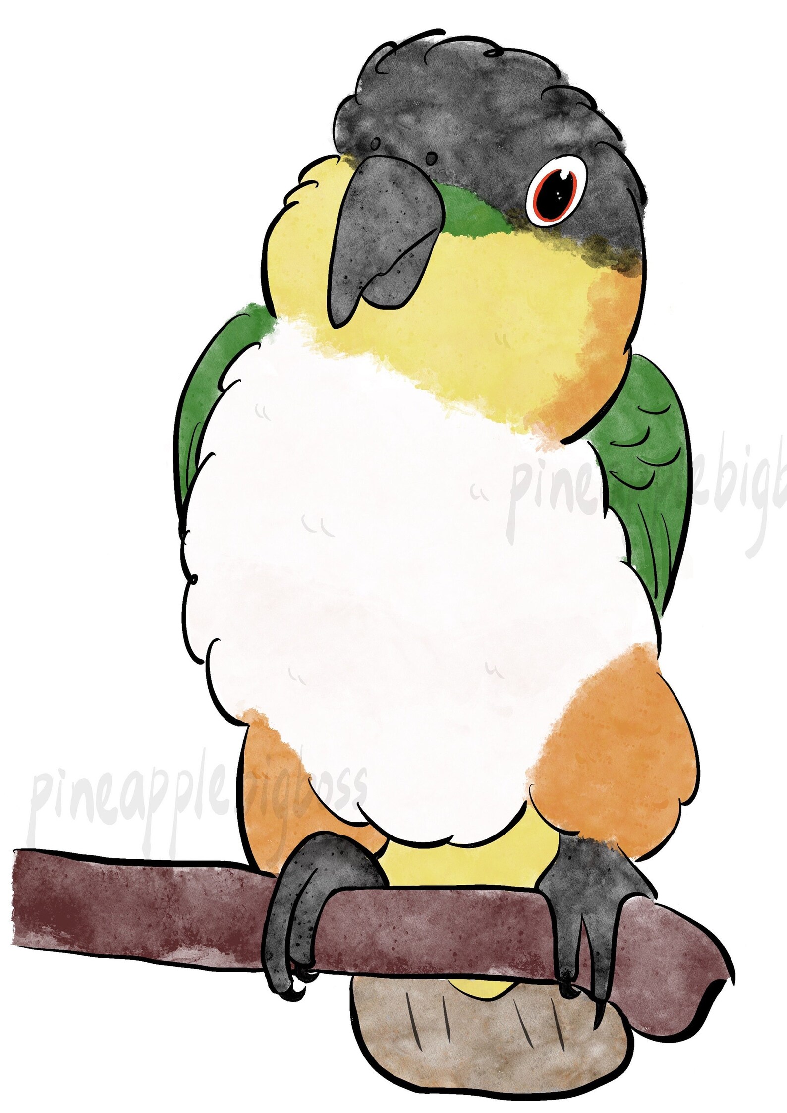 2 Pcs Caique Black Headed Caique Sticker Parrot Sticker Laptop Sticker ...