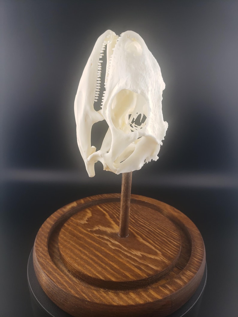 Real Iguana Skull in Glass Cloche Dome With Base Beautiful - Etsy
