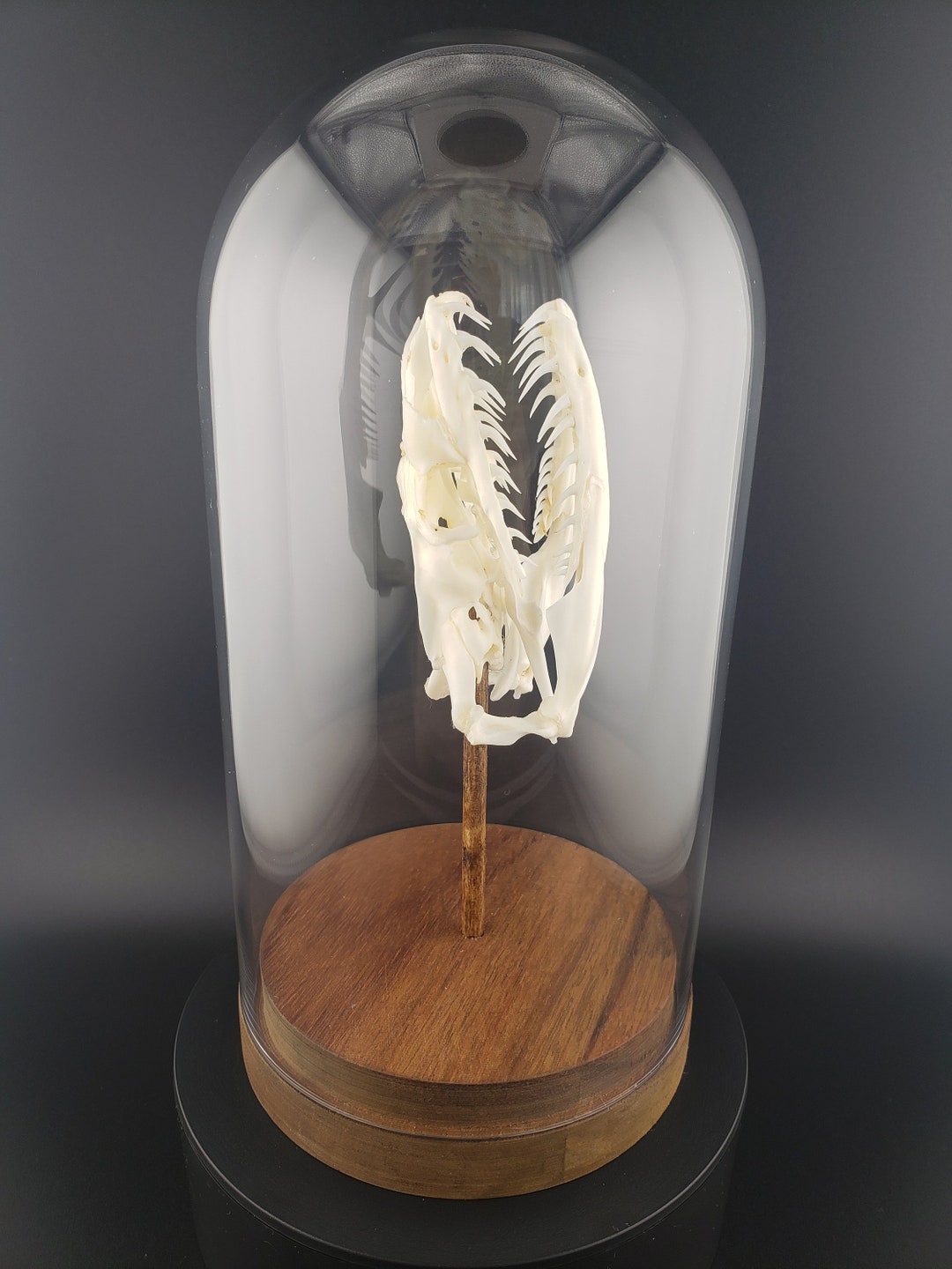 Real African Rock Python Skull in Glass Cloche Dome With Base Beautiful ...