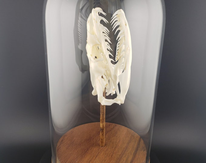 Real African Rock Python Skull in Glass Cloche Dome With Base Beautiful ...