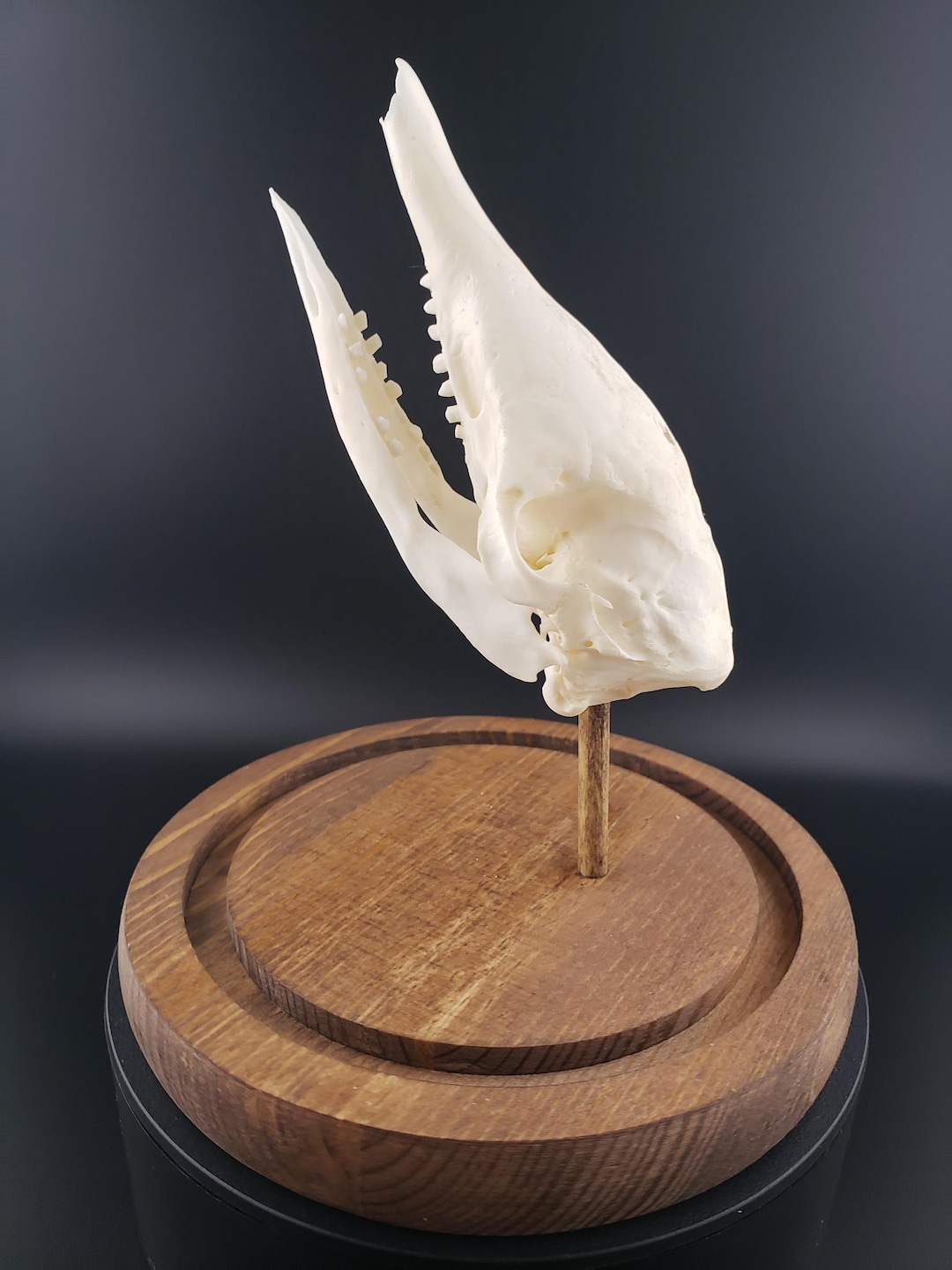 Real Armadillo Skull in Glass Cloche Dome With Base Beautiful FREE ...