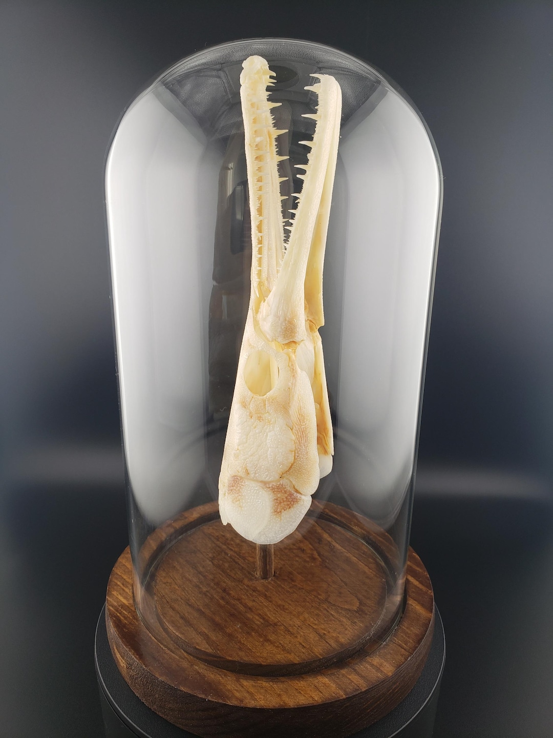 Real Alligator Gar Skull in Glass Cloche Dome With Base Beautiful FREE ...