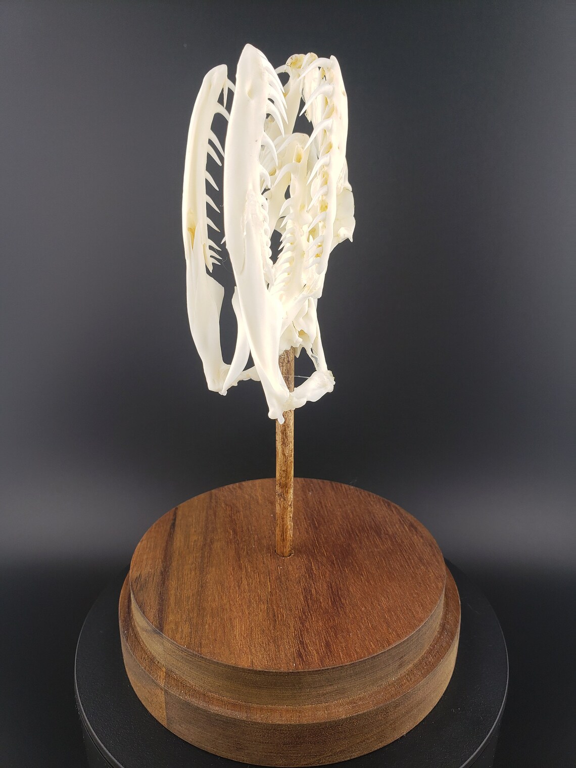 Real African Rock Python Skull in Glass Cloche Dome With Base Beautiful ...